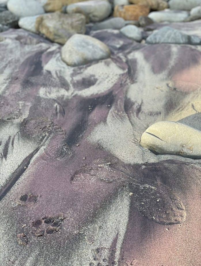 The Purple Sand Beach: Ultimate Guide to Pfeiffer Beach - TTWT